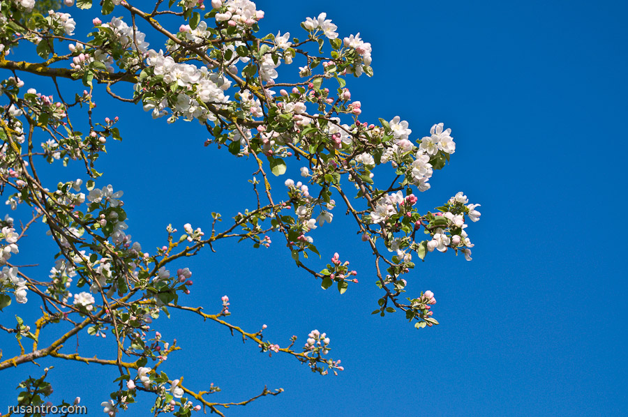 Pavasaris fotogrāfijās