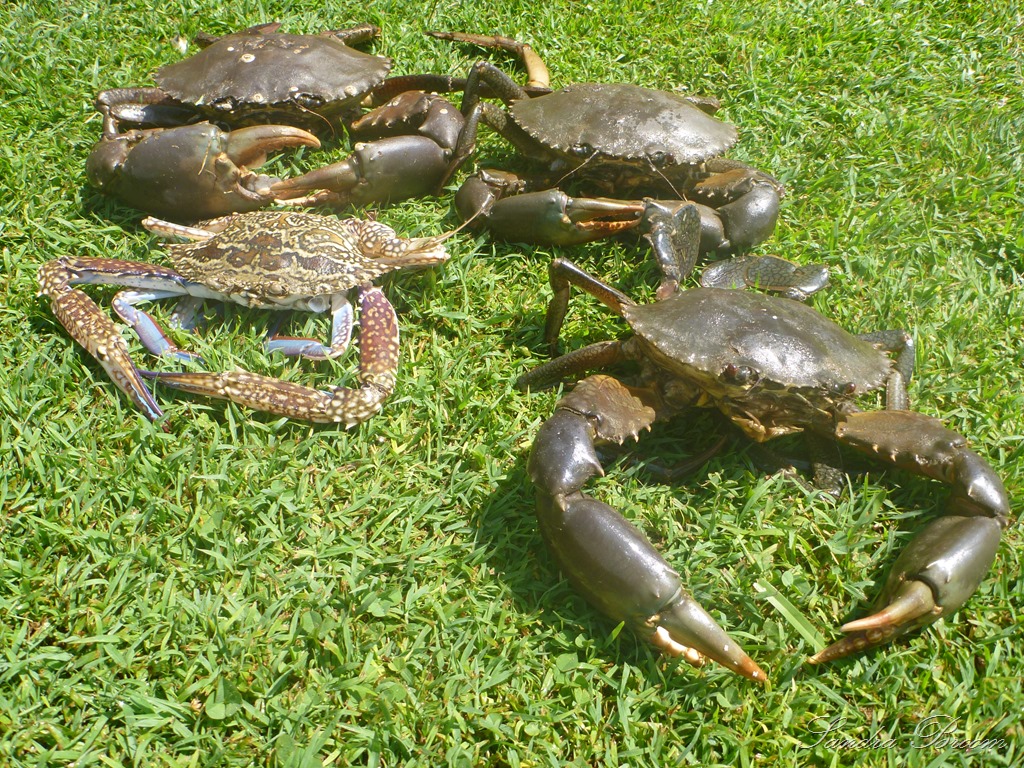 Is it Possible to Do Mud Crab Farming in Freshwater? - Live Fresh Mud ...