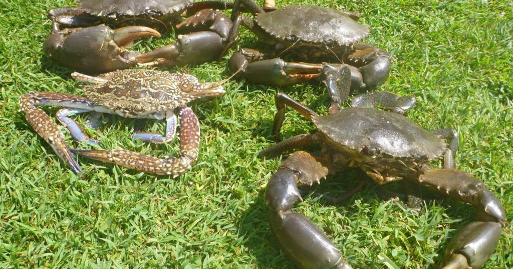Is it Possible to Do Mud Crab Farming in Freshwater? - Live Fresh Mud ...