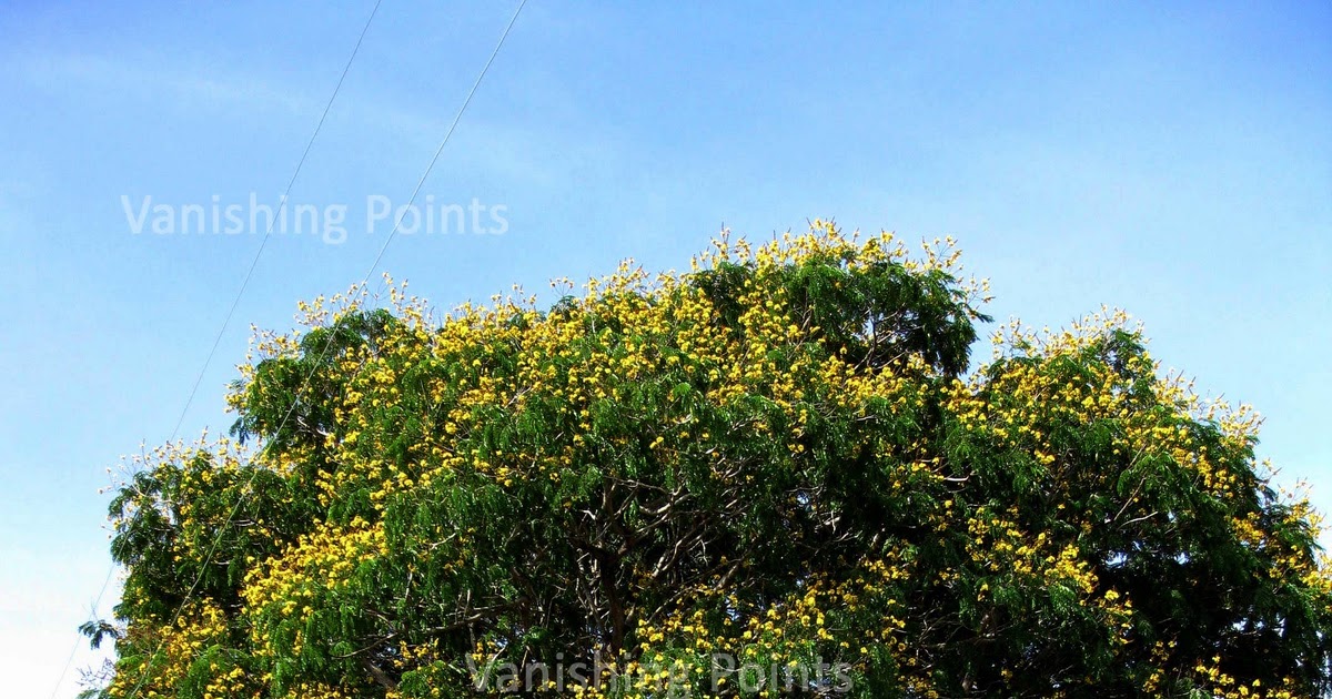 Vanishing Points: Siar Trees (peltophorum pterocarpum) in Subic