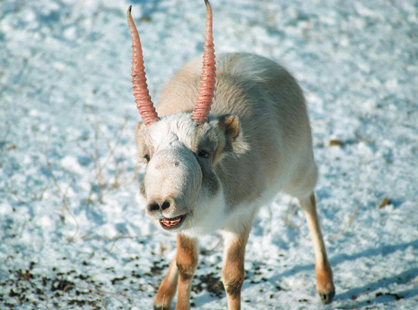 Real Monstrosities: Saiga Antelope