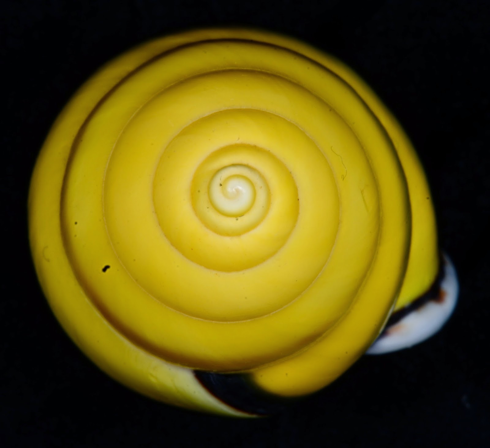 Dr. Lee's Gallery Museum: Amphidromus perversus butoti color form ...