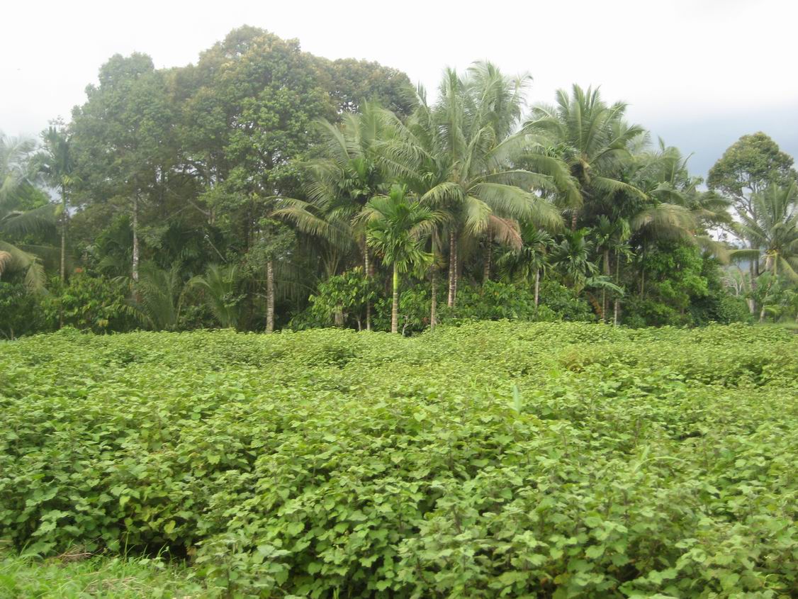 Kebun Nilam Indonesia: STANDAR PROSEDUR OPERASIONAL (SPO) BUDIDAYA ...