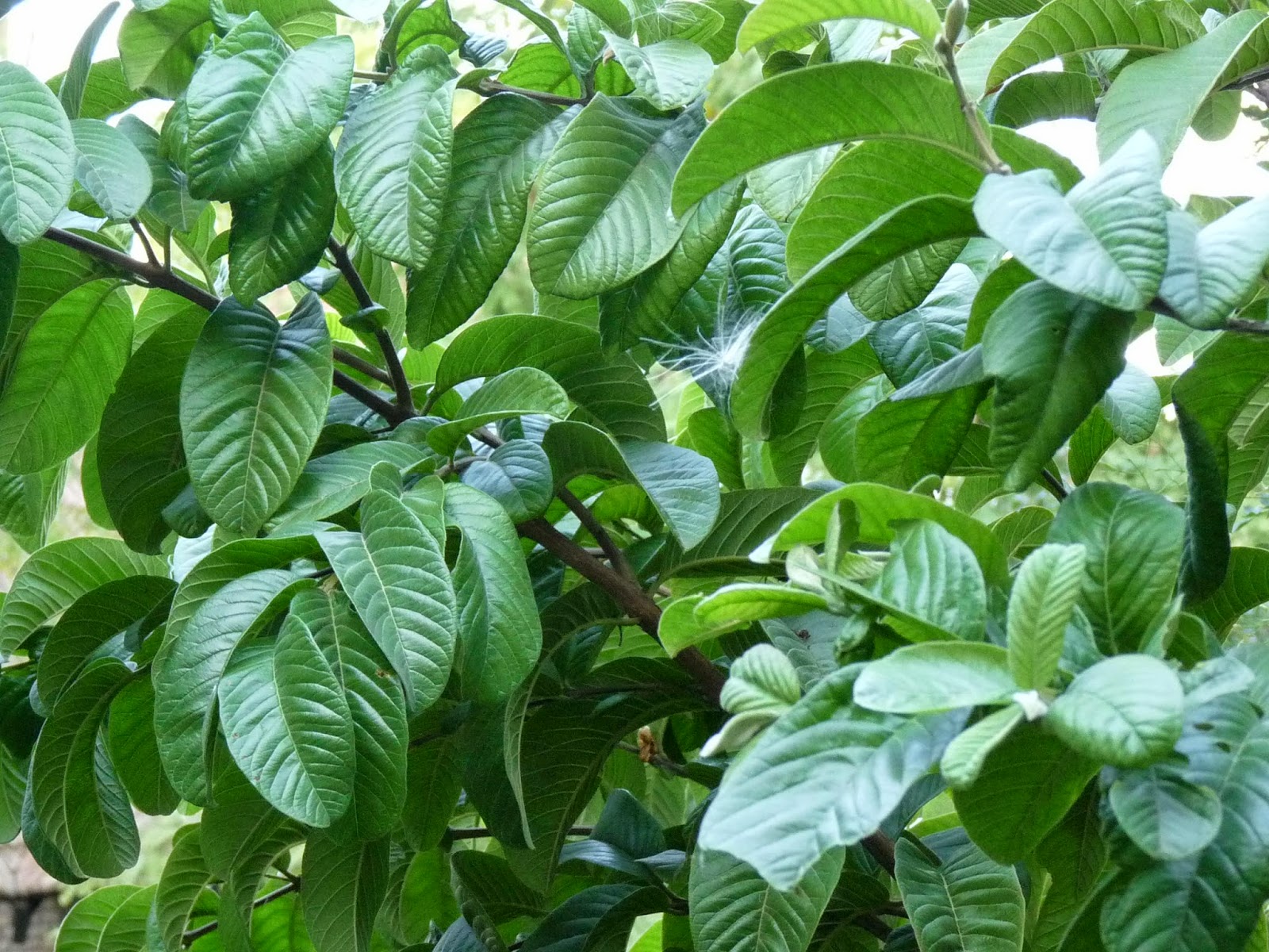 En el jardin: guayaba (Psidium guajava)