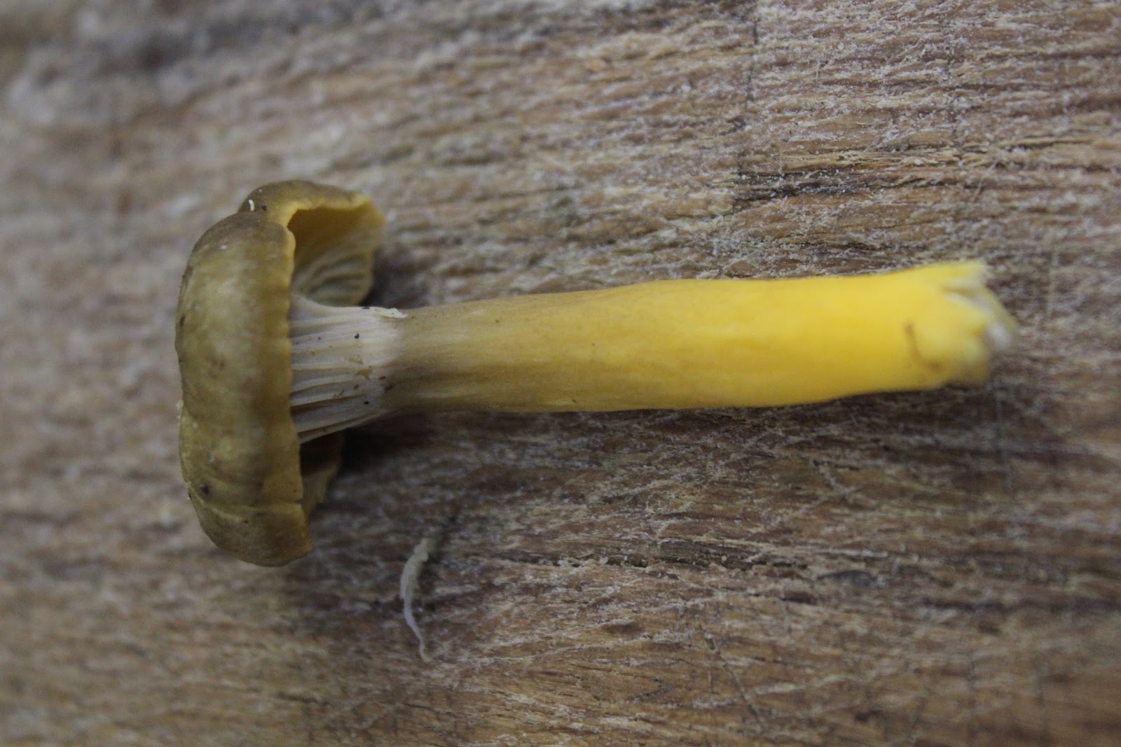 chef sebastian carosi: the yellowfoot chanterelle........
