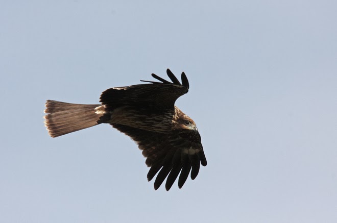 BIRDING - Kyoto, Kansai and Japan: osprey, kite & harriers