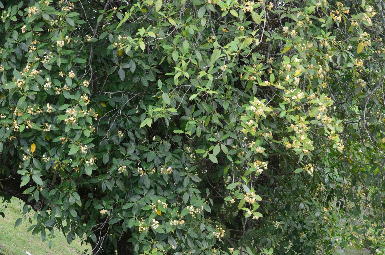 Laman Kambatik Plants list (4th ed.): Tembusu (Malay) - Fagraea fragrans