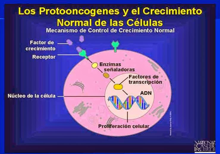 NEOPLASIAS: MECANISMOS DE LOS PROTOONCOGENES, ONCOGENES y GENES SUPRESORES