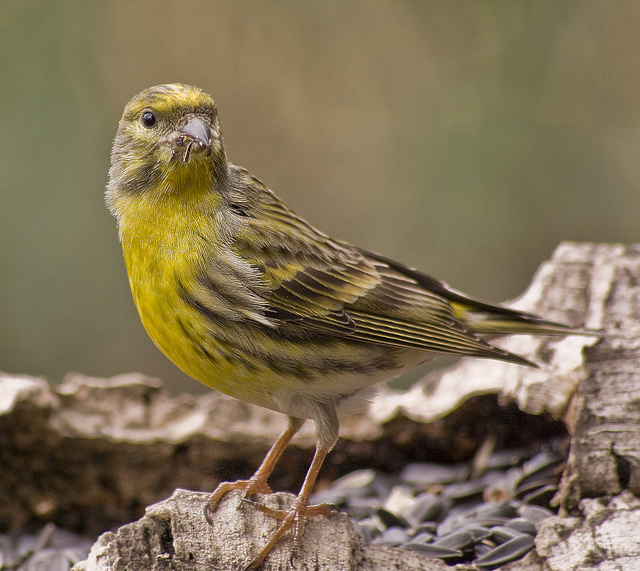 AVES SILVESTRES: VERDECILLO/CHAMARIN