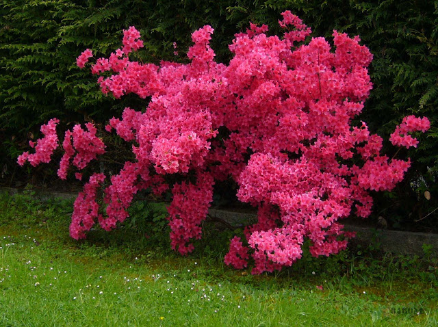 La Gazette de Babo: Buisson ardent