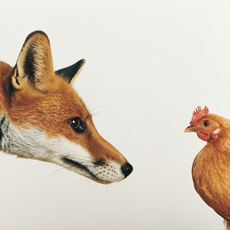 polarityinplay..!: Fox and Hen
