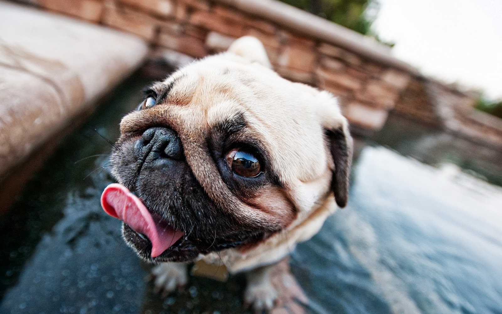 Mano Niufučio gyvenimas: Artimiau susipažinkime su MOPSO veislės šunimis ;)