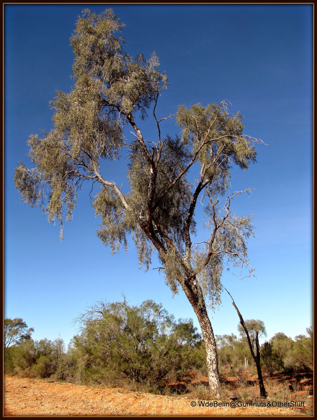 Travels in a Shoebox : Strzelecki Desert Trip - Part 11 (The Finish ...