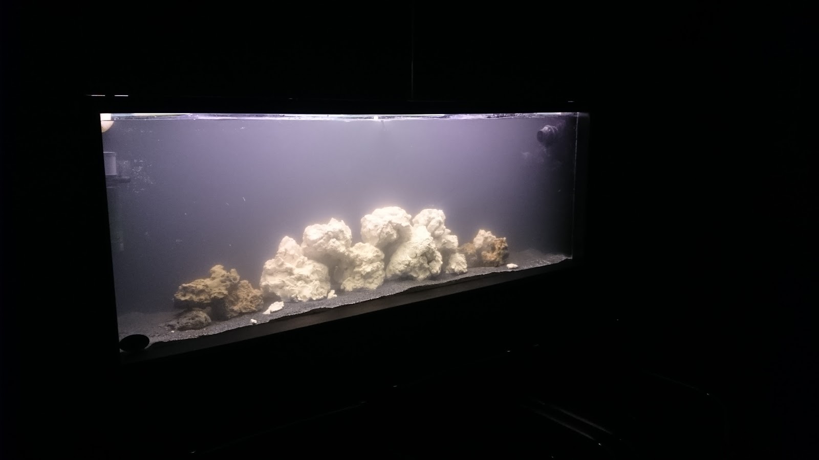 DecorpezWeb: GUÍA DE PECERAS