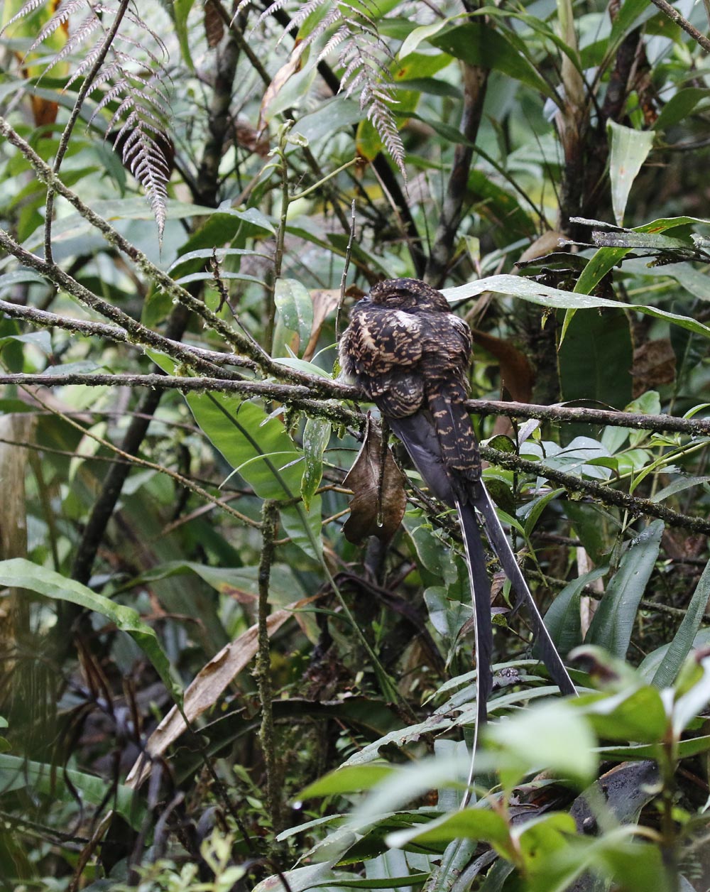 Black Audi Birding: Adventures in Ecuador 2018 Part Four