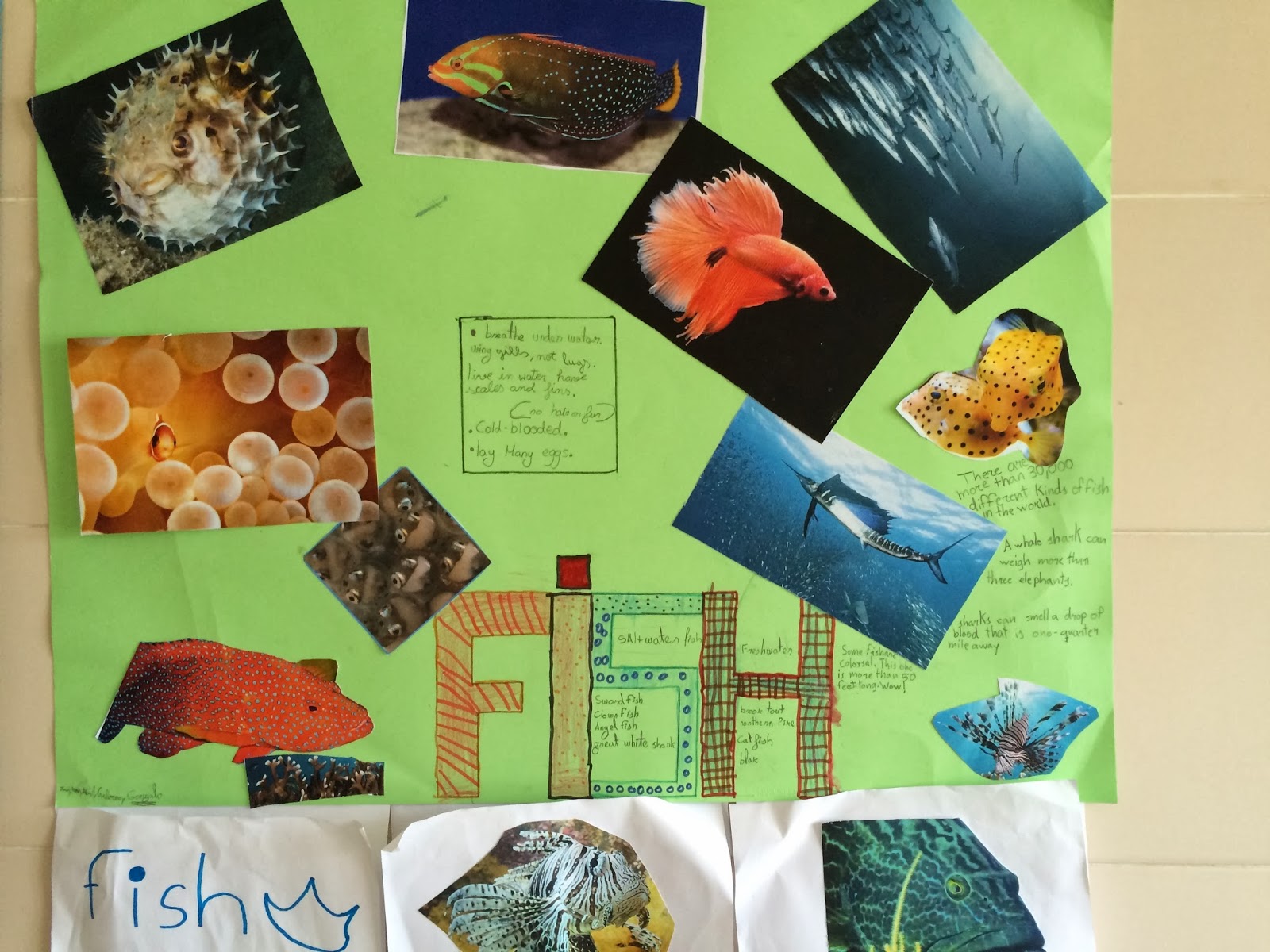 The English Cubby: Vertebrates posters