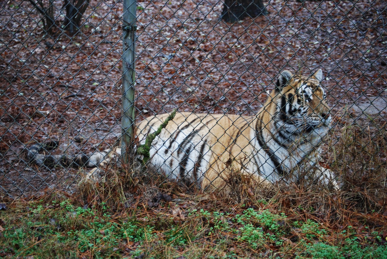 The Newsroom: Carolina Tiger Rescue: Meet the tigers