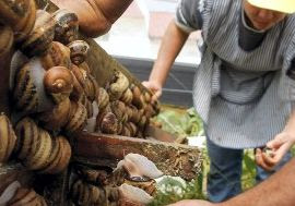 Blessing Jekada: SNAILRY:OTHER SIDE OF NUTRITIONAL VALUE