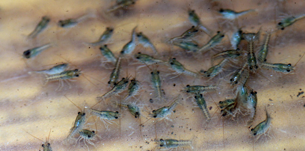 MObugs: Ice Skating Crawdad