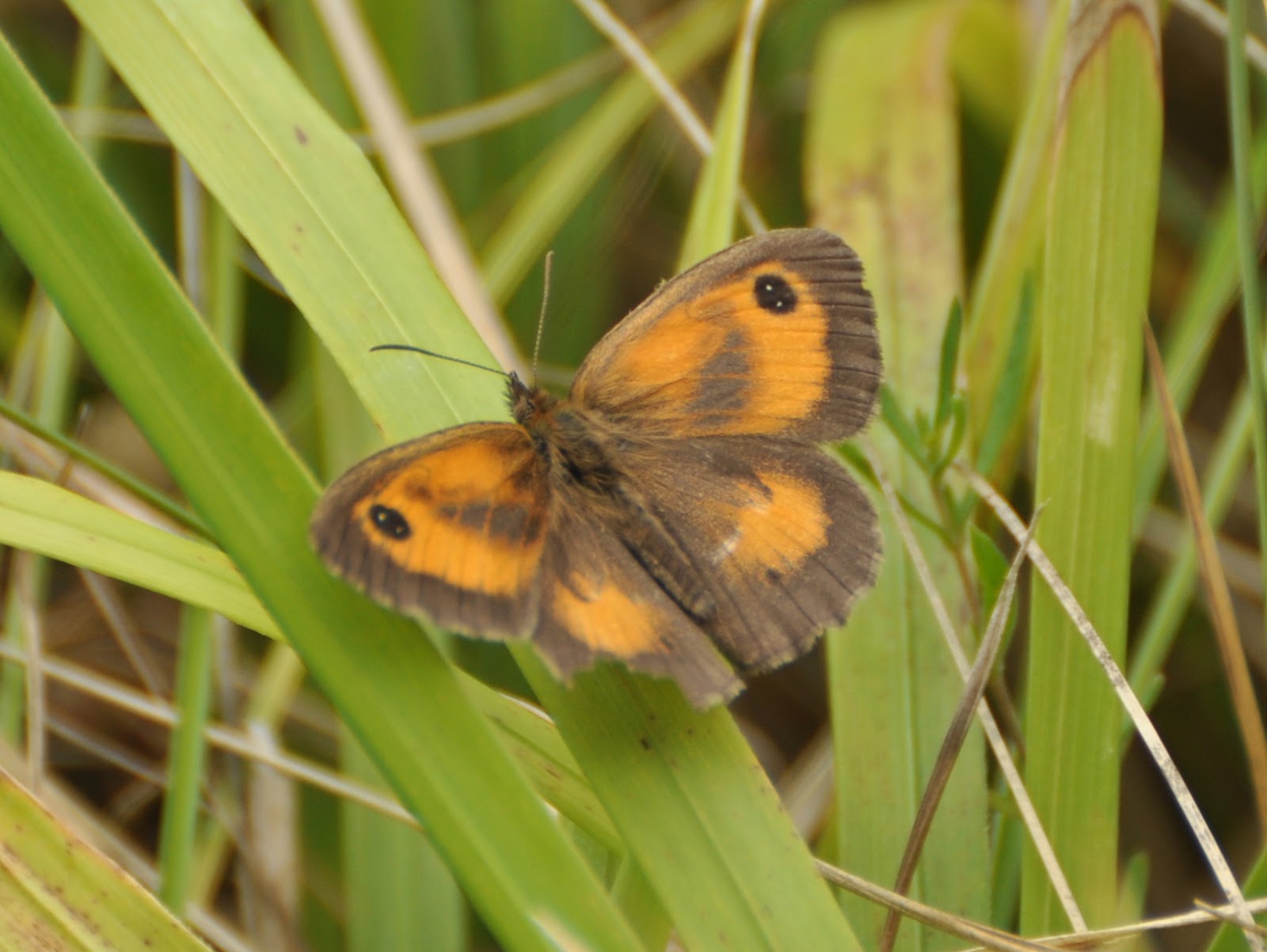 AVES E NATUREZA DA FONSAGRADA: Máis bolboretas do 2011