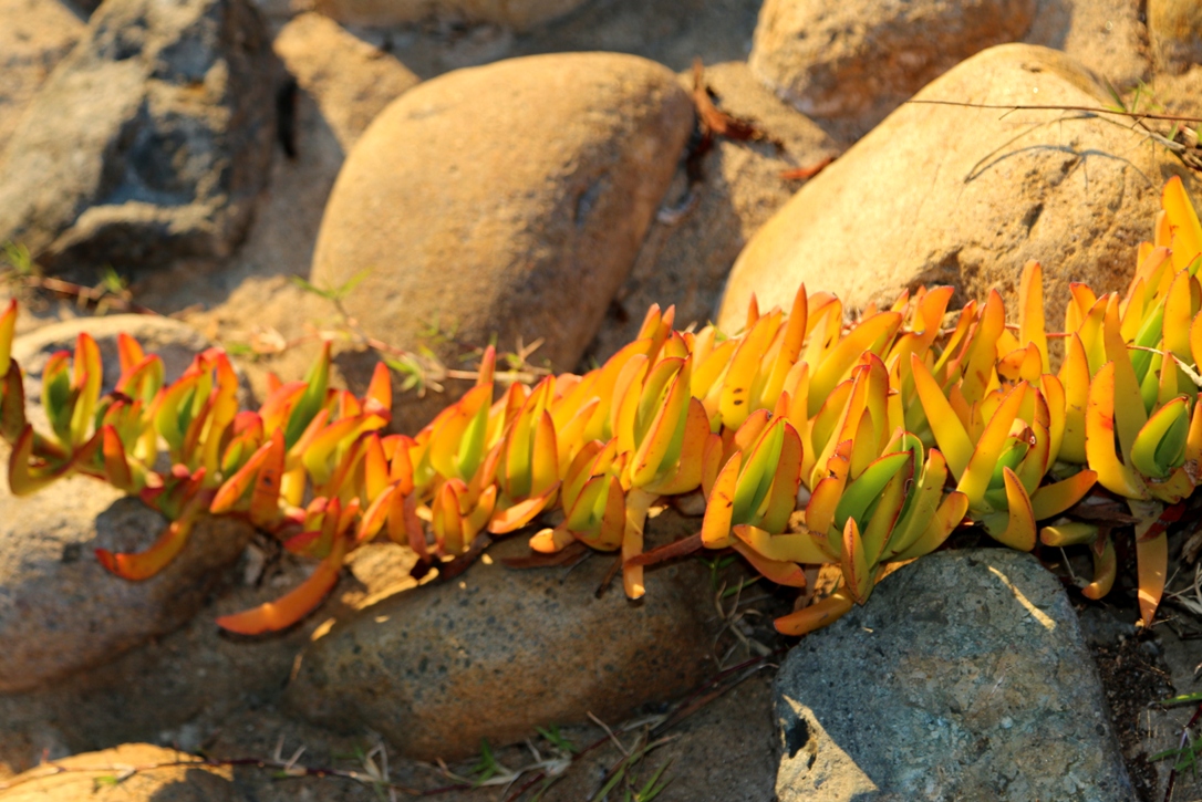 A photo, A thought............: Plant: Sea fig blooms splash in South ...