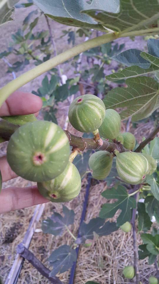 Seattle Garden & Fruit Adventures: The allure of Striped figs