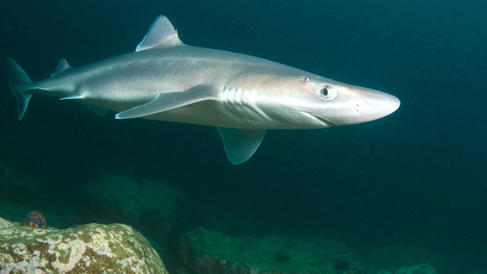 EKOGEO: JENIS-JENIS DAN KLASIFIKASI IKAN HIU