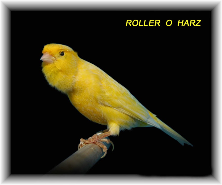 Canarios: Historia del canario Roller o Harz