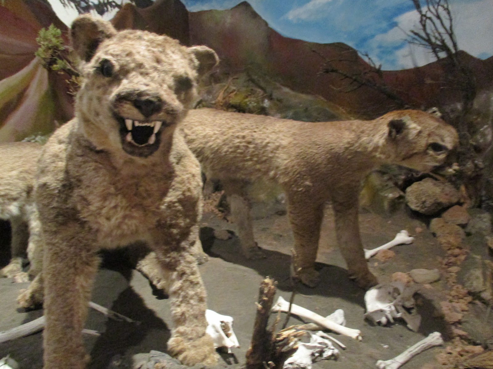 PIRINEOS WILDERNESS: PUMA DE LOS ANDES. CUANDO EL VENENO LES PARALIZA ...