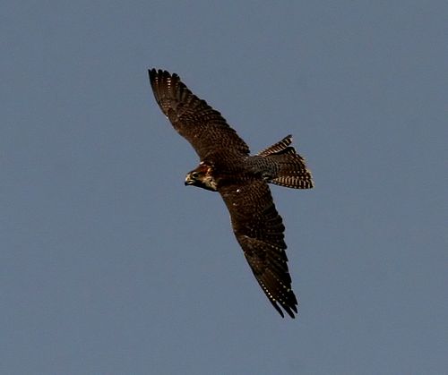 Fuga di stanze: Su bolu 'e s' astore...... il volo del falco