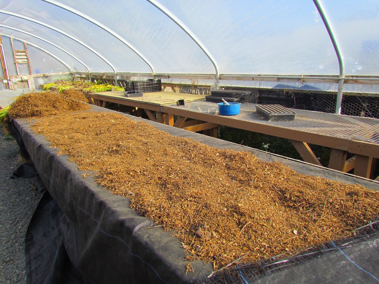 Seed Revolution Now!: Working Together To Build The California Seed Network