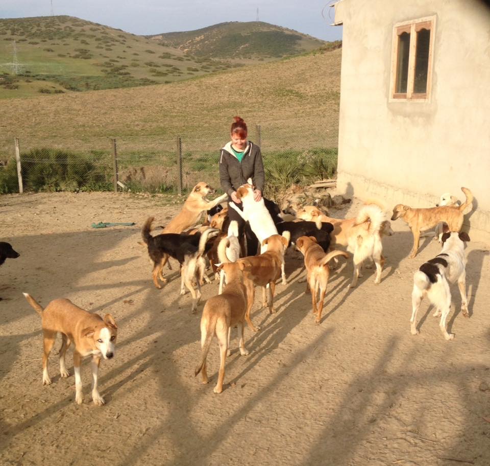 Madeline's Fairy-Tails: Helping Animals in Tangier, Morocco at Le ...