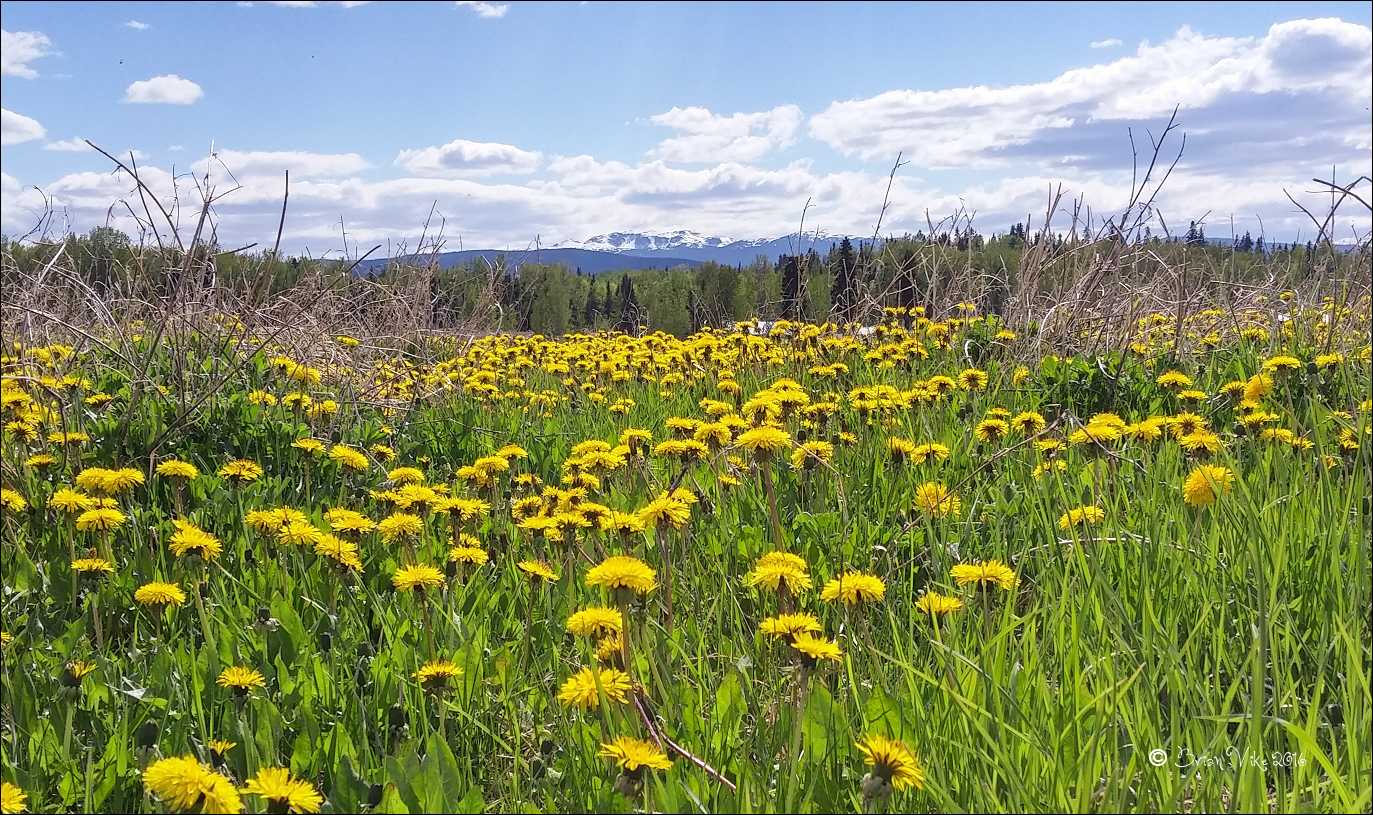Northern Interior British Columbia: Field Of Dandelions Telkwa Mountain ...