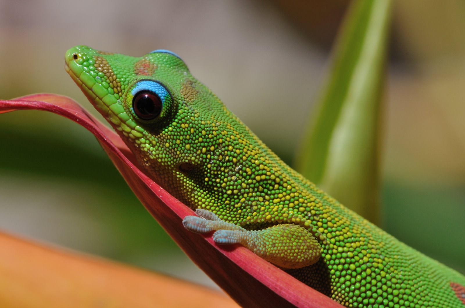 Gold dust day gecko | the pace of nature