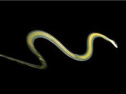 animalpedia: snake encyclopedia
