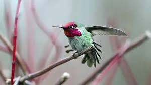Surakav Bird, God’s Incredible and Unbelievable Creations of Nature ...