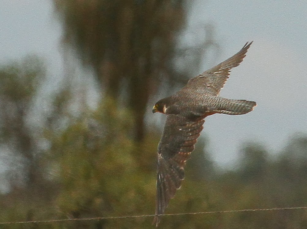 Richard Waring's Birds of Australia: A fleeting Peregrine Falcon ...