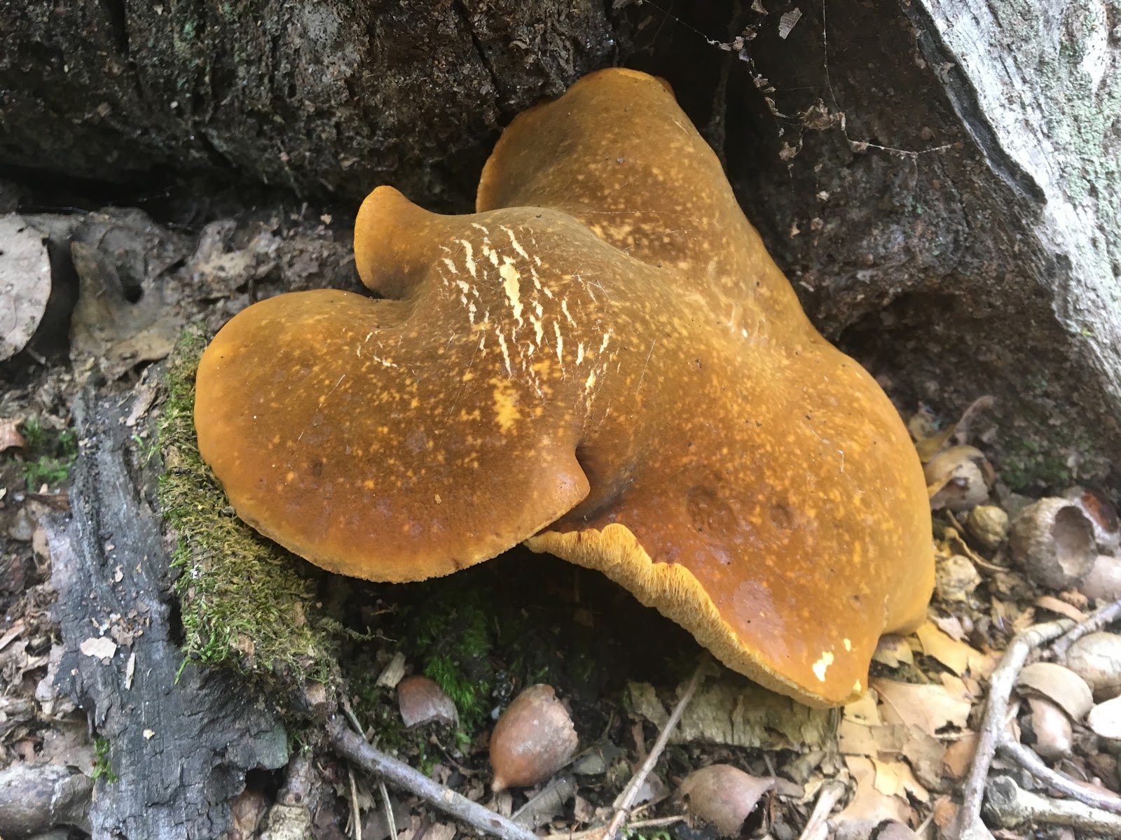 The Monkey Buddha: Fungus Photos