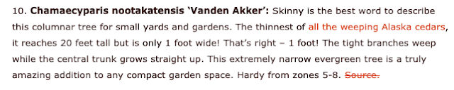 Columnar Tree Dreaming: 'Van Den Aker' Narrow Weeping Alaska Cedar
