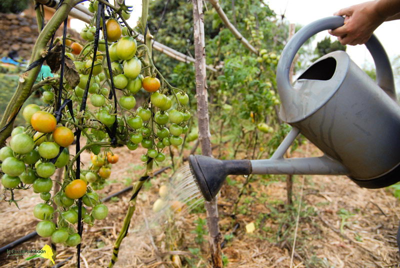 La flor del calabacín: De la huerta a la mesa: focaccia de tomates de rama