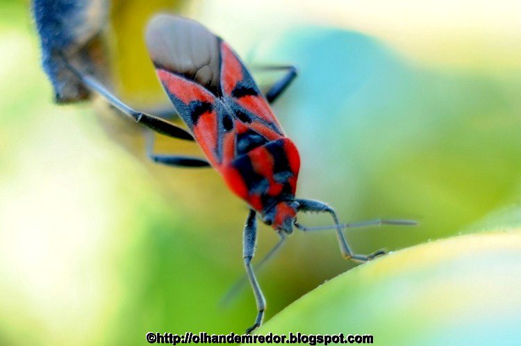 olhandemredor: Inseto vermelho e preto