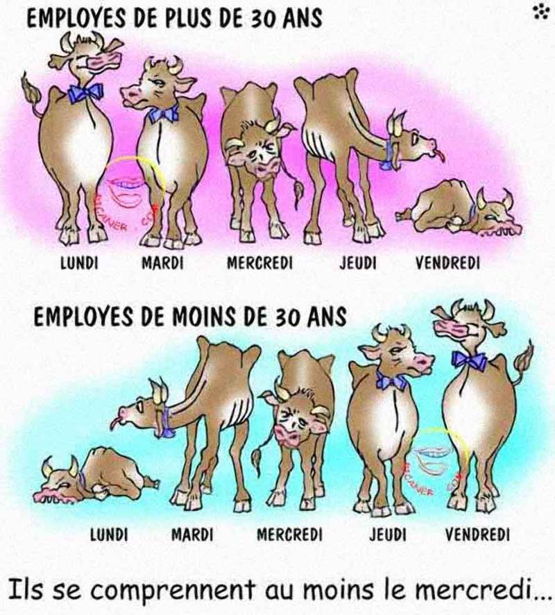 LE COQ PICORE: HUMOUR TRAVAIL