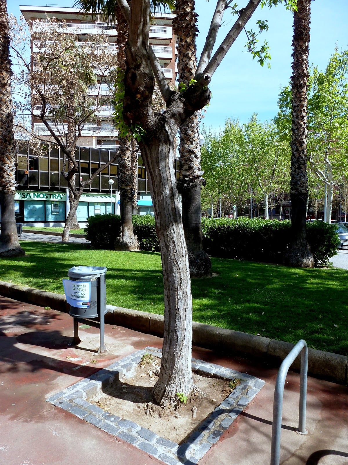 Árboles con alma: Negundo. Arce americano. Bordo. (Acer negundo)