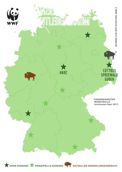 Lebensorte: Der Wisent zurück in Deutschland
