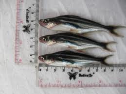 BARLIEN FISH FARM: DAFTAR HARGA BENIH IKAN PATIN