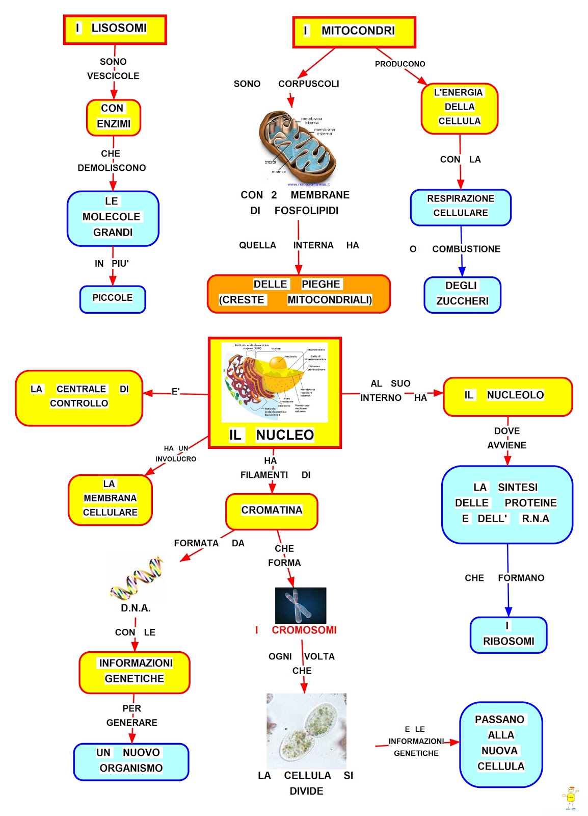 MAPPER: NUCLEO CELLULARE