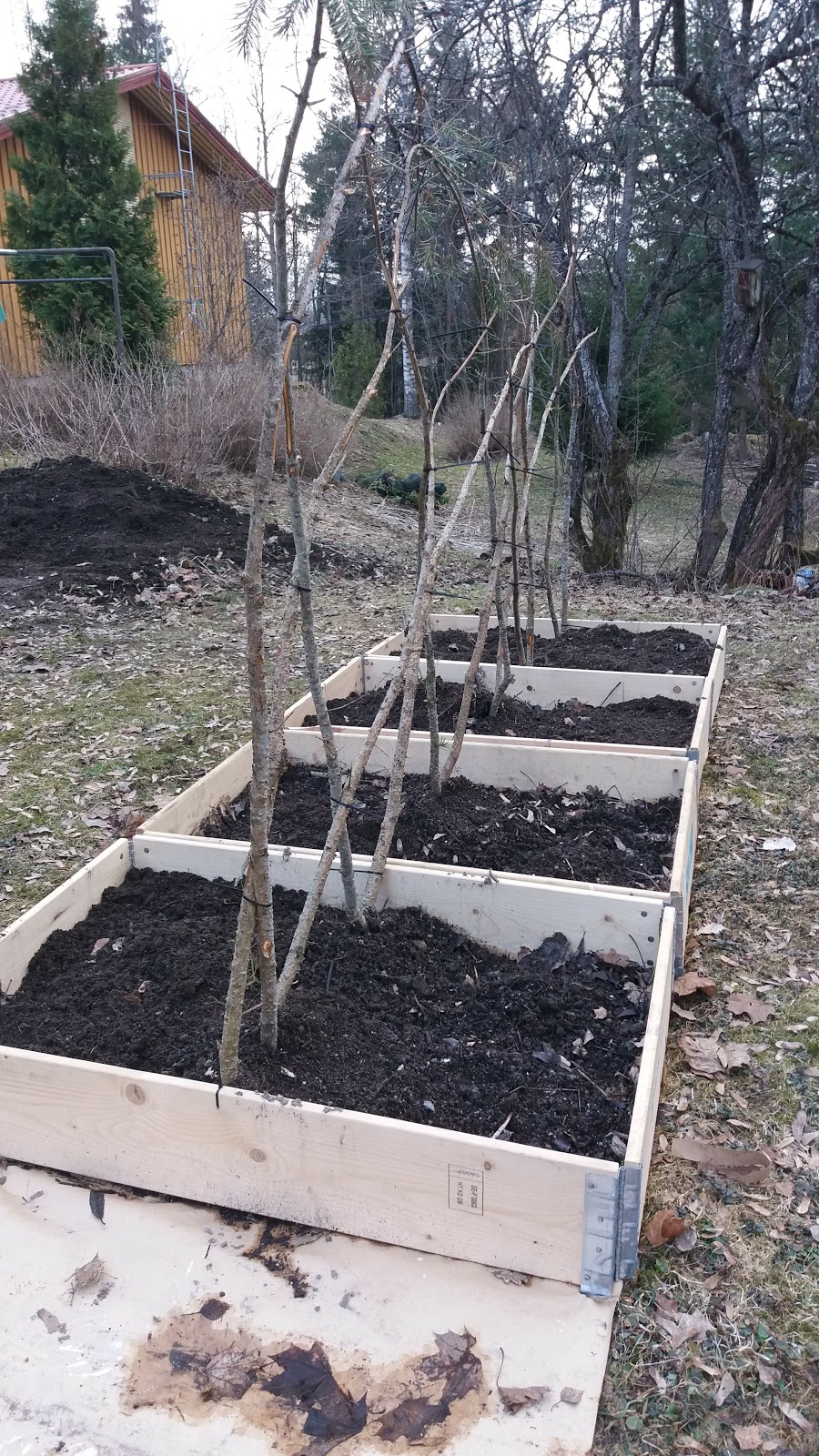 Maatiaiskanasen Elämää: Kasvulava-kasvimaa ja oksista tehdyt köynnöstuet