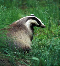 A Nossa Ria Formosa: Fauna