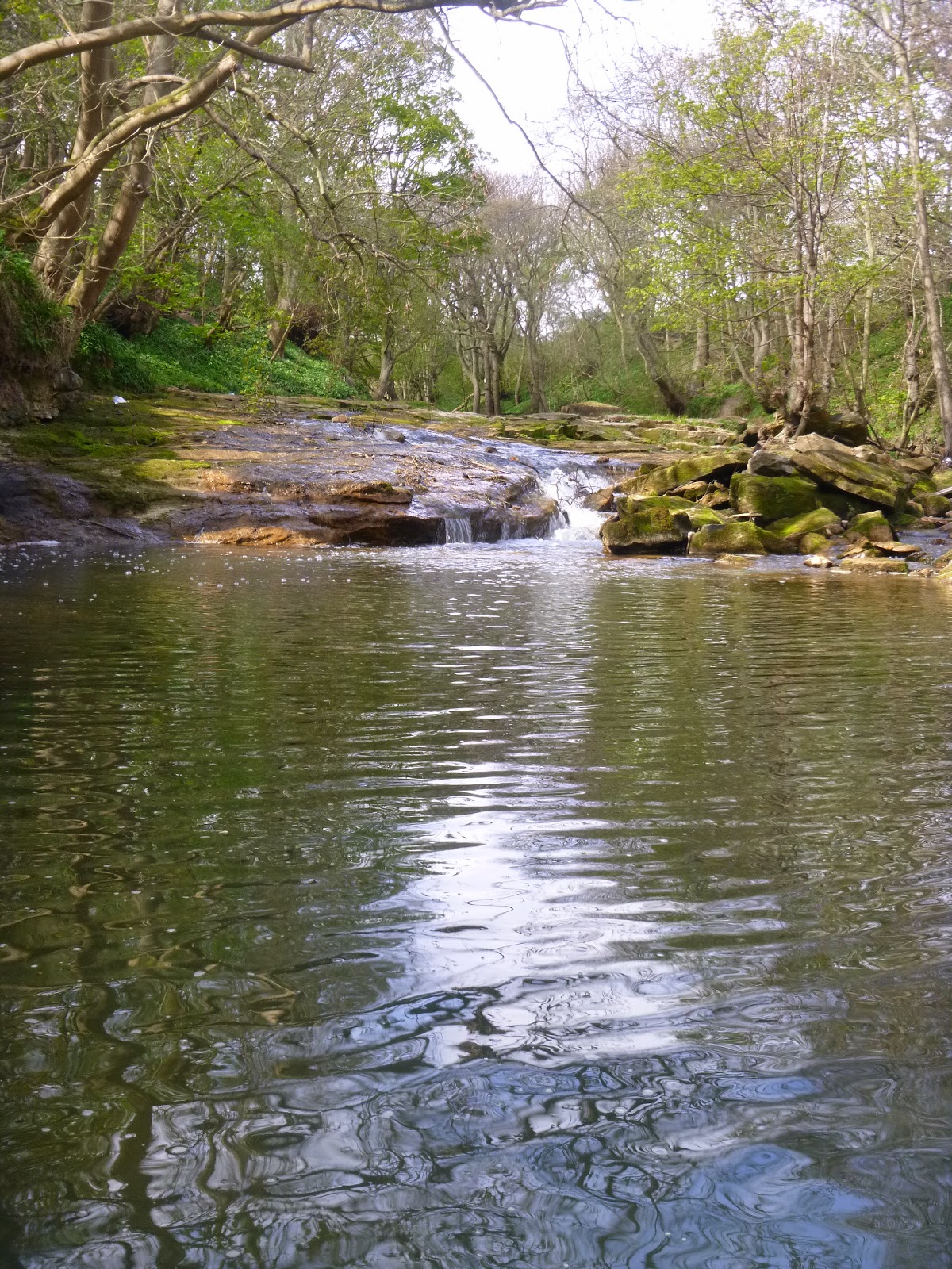 Becks and Brown Trout, Bamboo too: Scarborough Scalby beck an ...