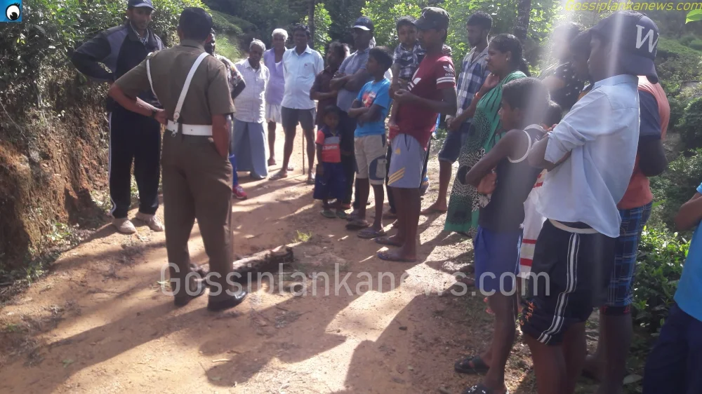 සුනඛයින් සපා කා මියගිය හඳුන් දිවියෙකු මස්කෙළියෙන් හමුවේ